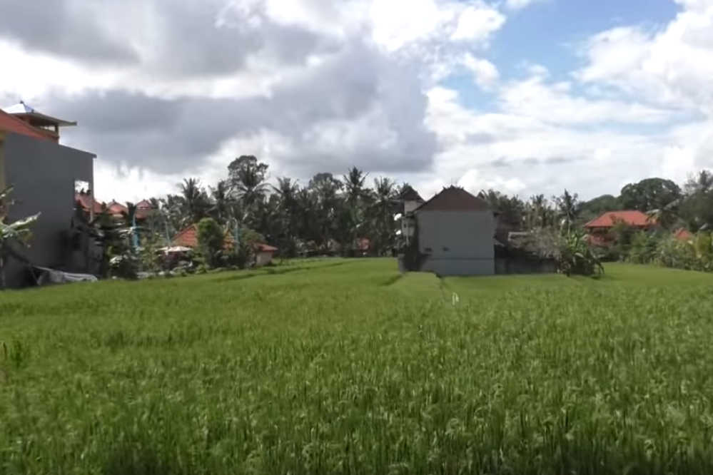 Rice Fields Walk / Ubud - WORLD SAFARI